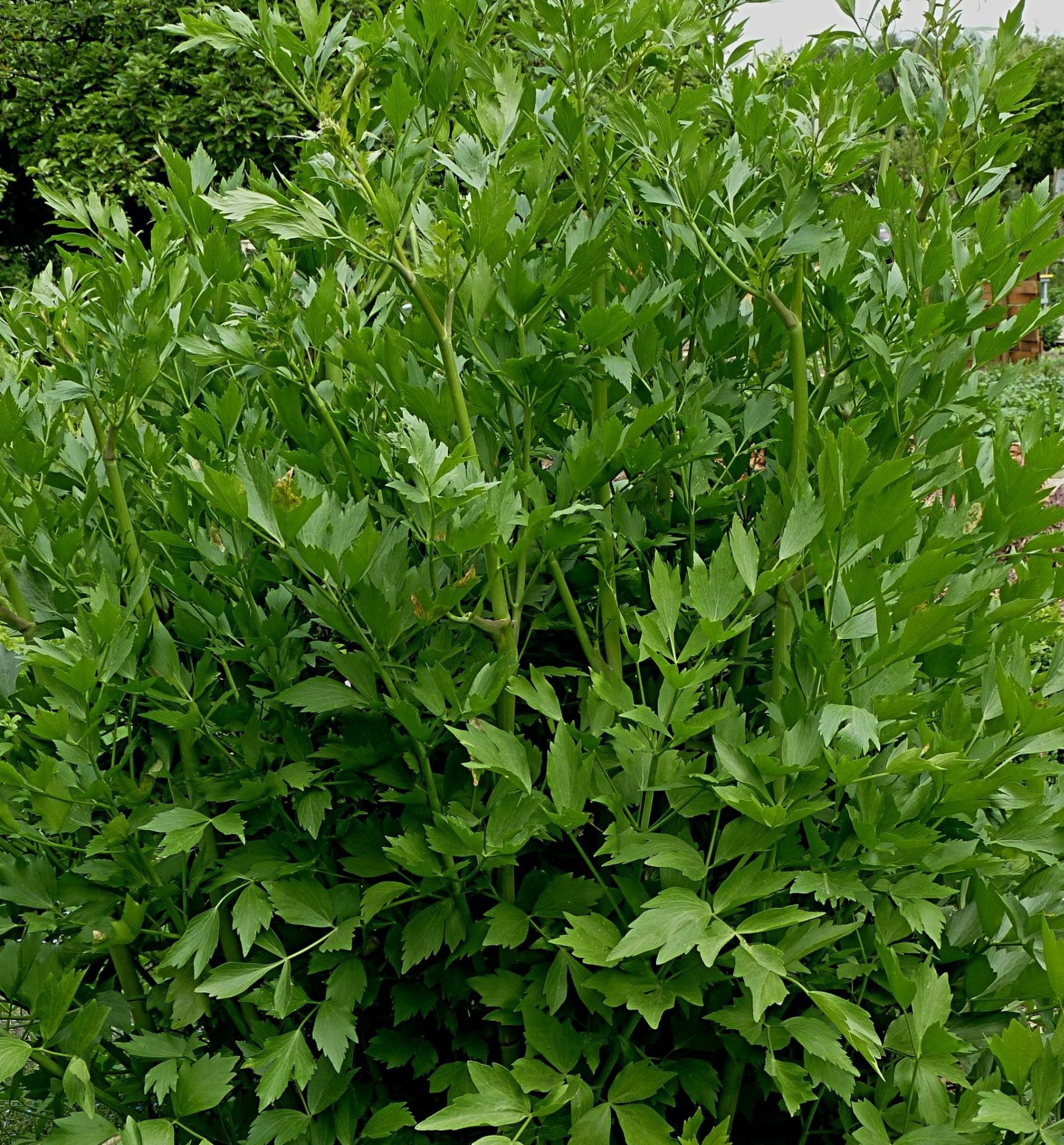 La Livèche (Levisticum officinale), céleri perpétuel ou céleri vivace ...